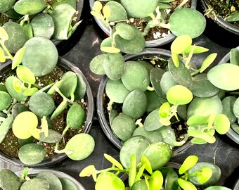 Silver Dollar Plant | Etsy