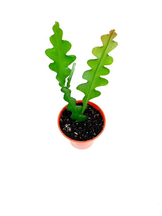 Disocactus anguliger 3\u201d Pot Rooted Divisions Home & Living Home ...