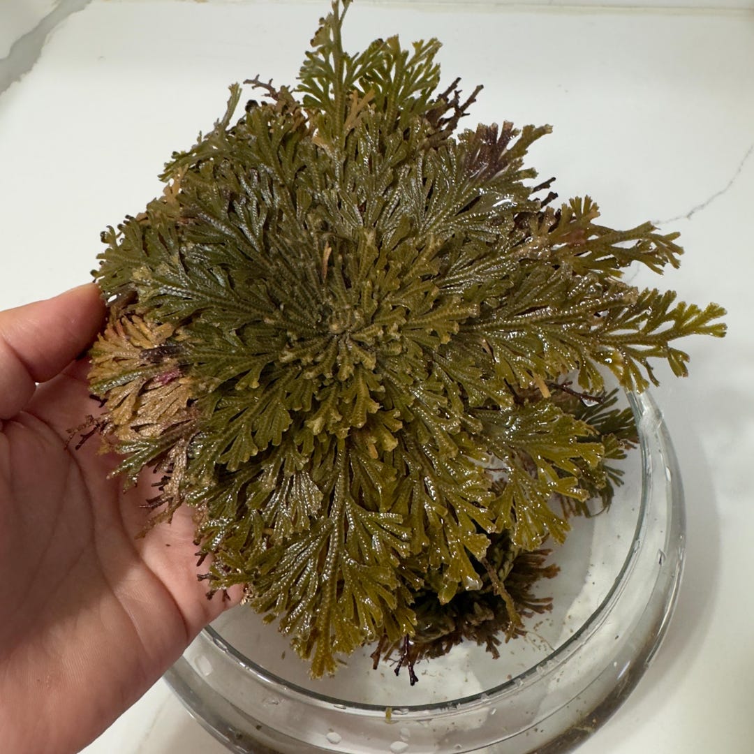 Rose of Jericho – Resurrection Plant for Home Blessings & Spiritual ...
