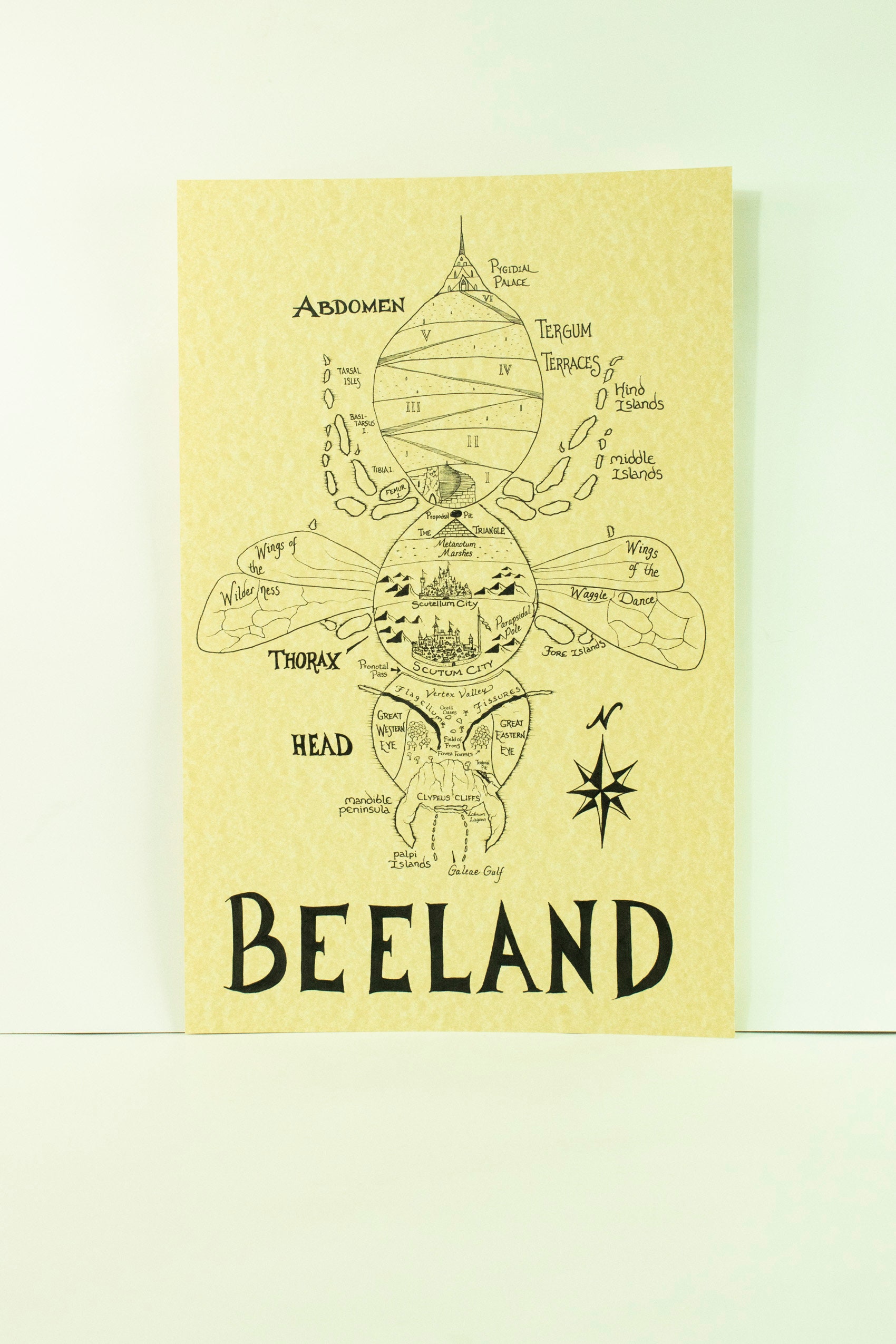 Bee Anatomy Map 11x17 - Etsy