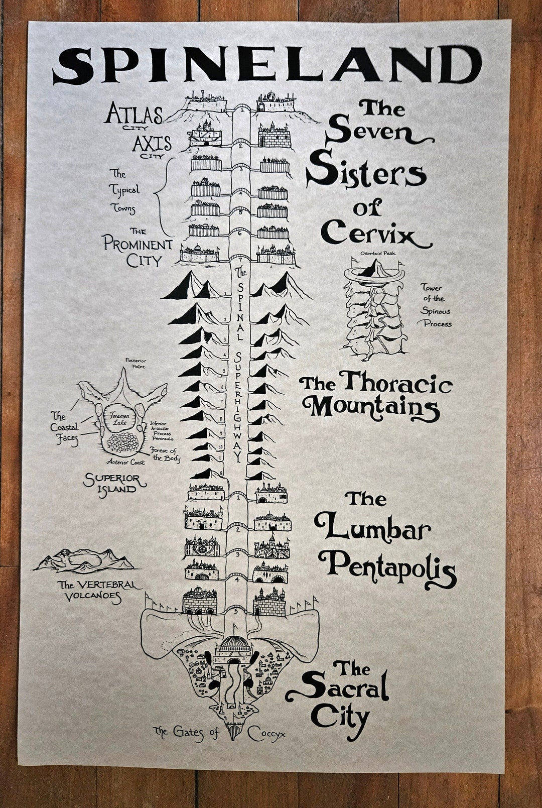 Spine Anatomy Map Hand Drawn - Etsy