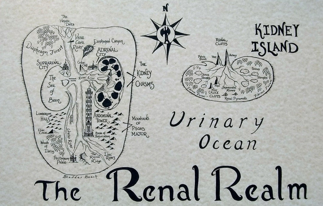 Renal System Map Hand Drawn - Etsy