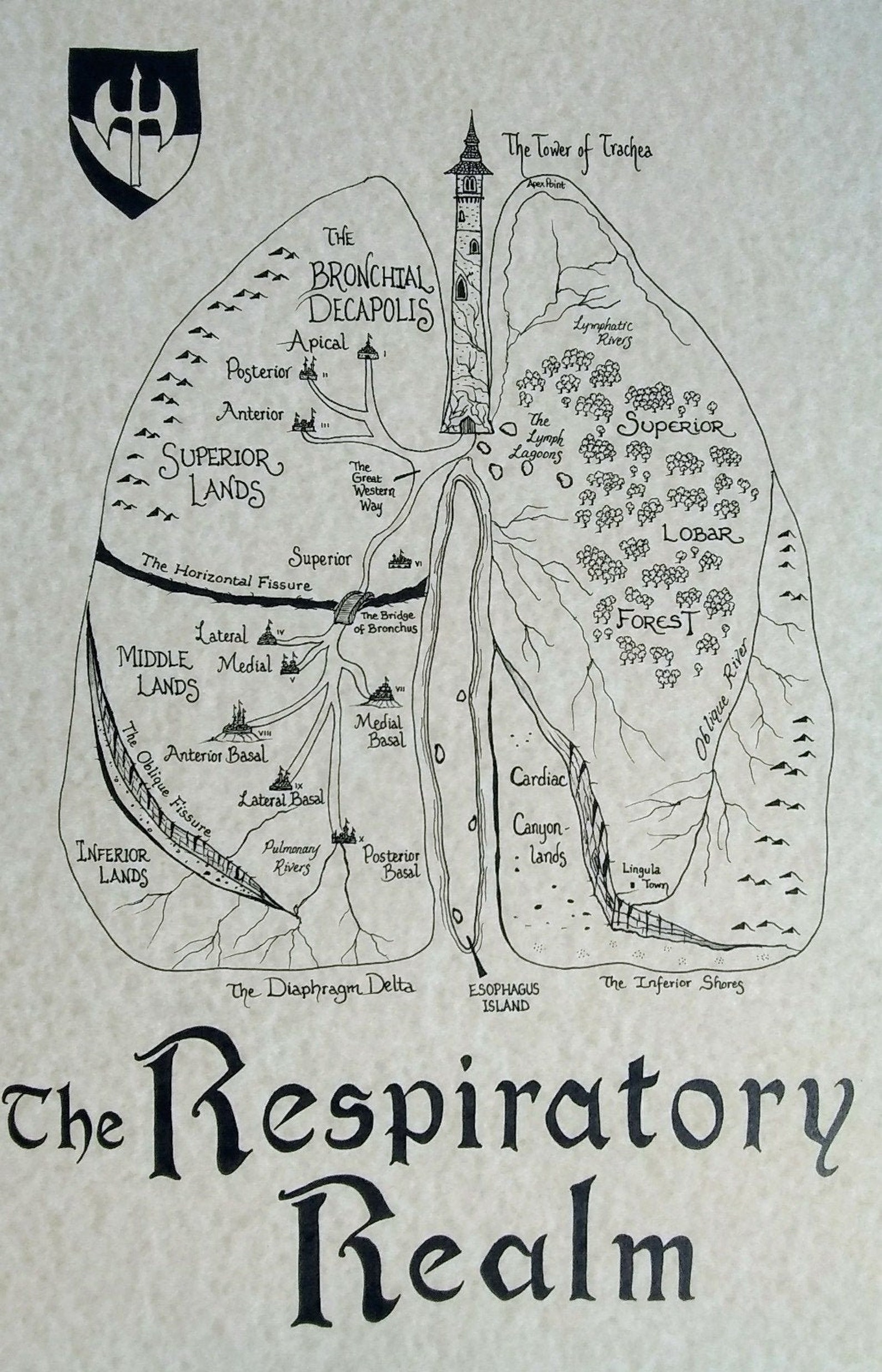 Lungs Anatomy Map - Etsy