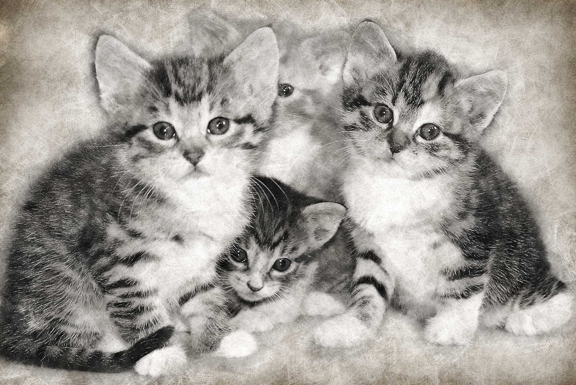 Custom Portrait Sketch From Photo Custom Pencil Drawing Digital Art ...