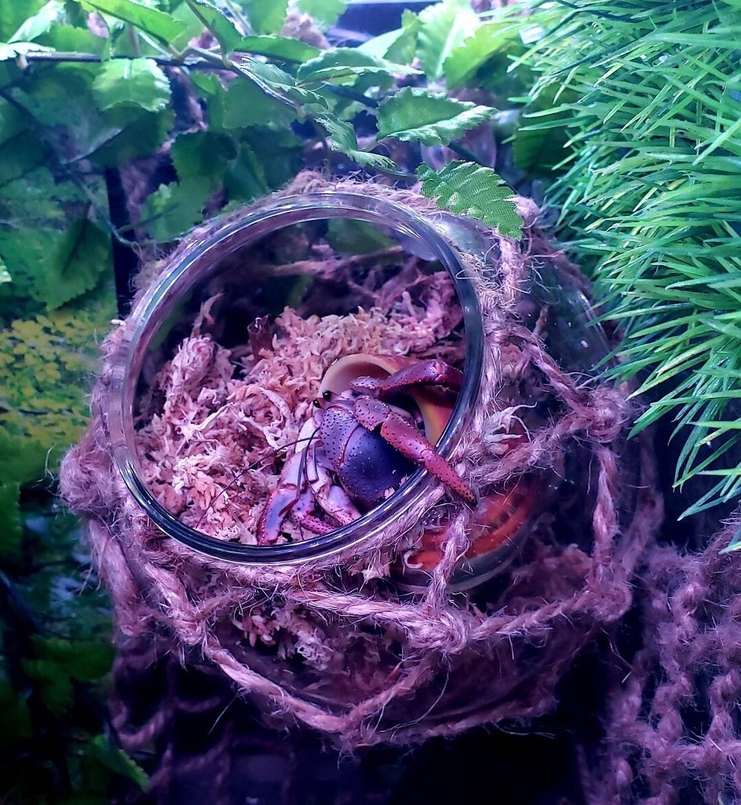 Clear Moss Pit - Etsy