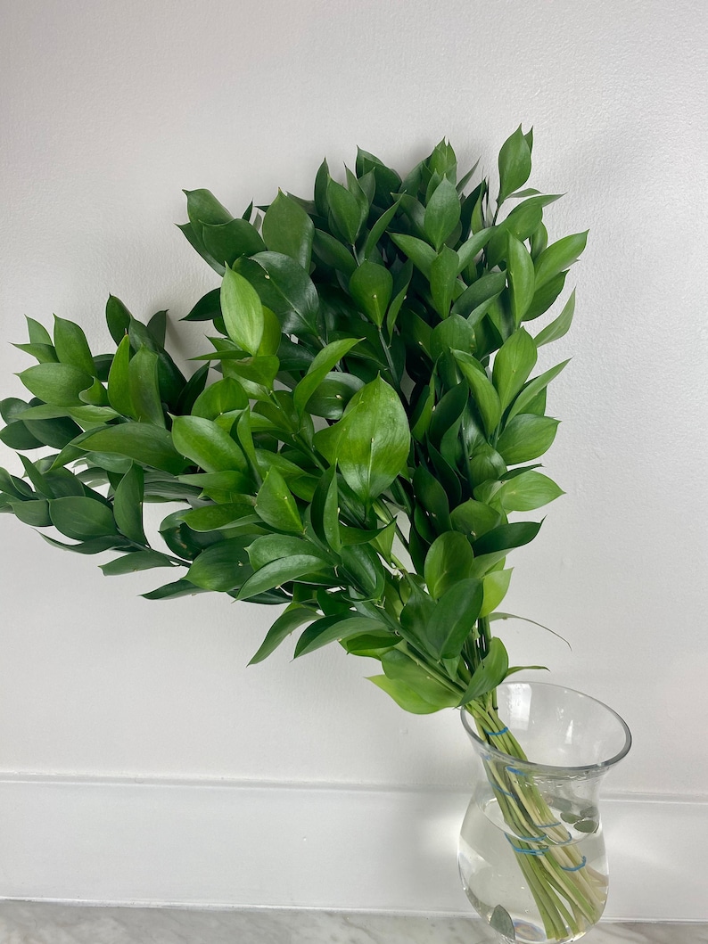 Fresh Israeli Ruscus | Etsy