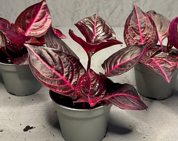 IRESINE HERBSTII BLOODLEAF | Intense Deep Purple Plant 6cm Pot ...