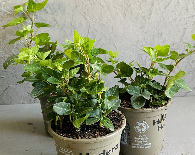 ENGLISH IVY PLANT | Hedera Helix 9cm Pot | Perfect House Plant ...