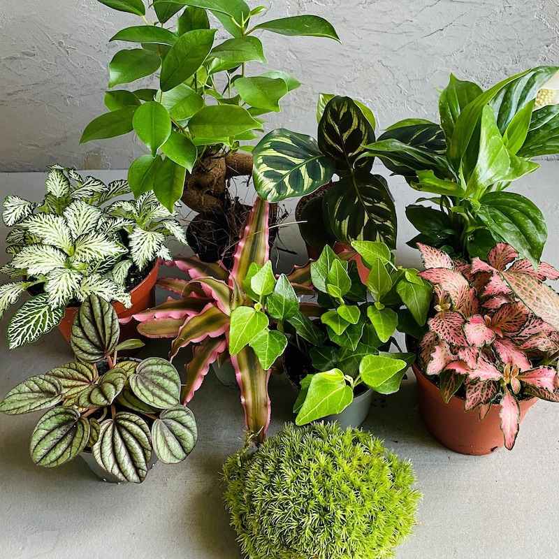 Terrarium Kit for 2 - Etsy UK