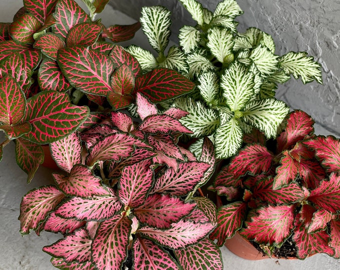 FITTONIA MOSAIC PLANT | Nerve Plant 8cm Pot | Perfect House Plant ...