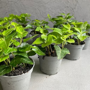 MINI IVY PLANT | Hedera Hibernica 5cm Pot | Perfect House Plant ...