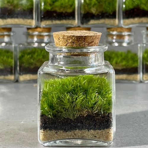 MINI VERTICAL MOSSARIUM Natural Fresh Moss Miniature - Etsy