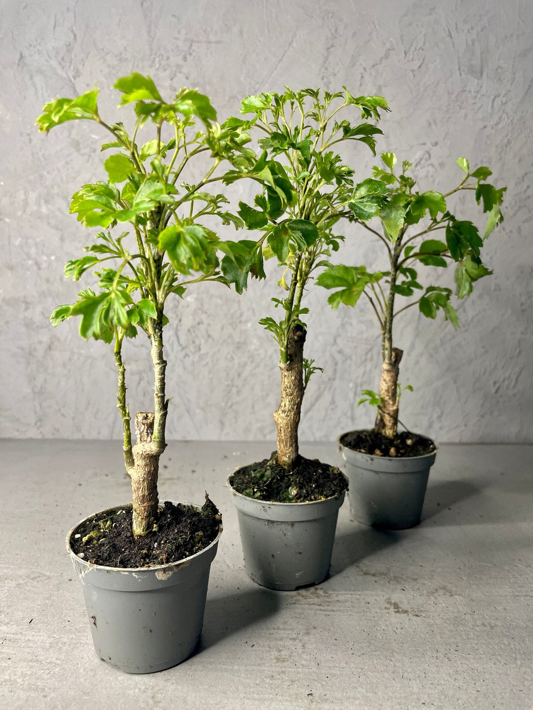 POLYSCIAS BALFOURIANA BONSAI Balfouriana Butterfly Bonsai - Etsy UK