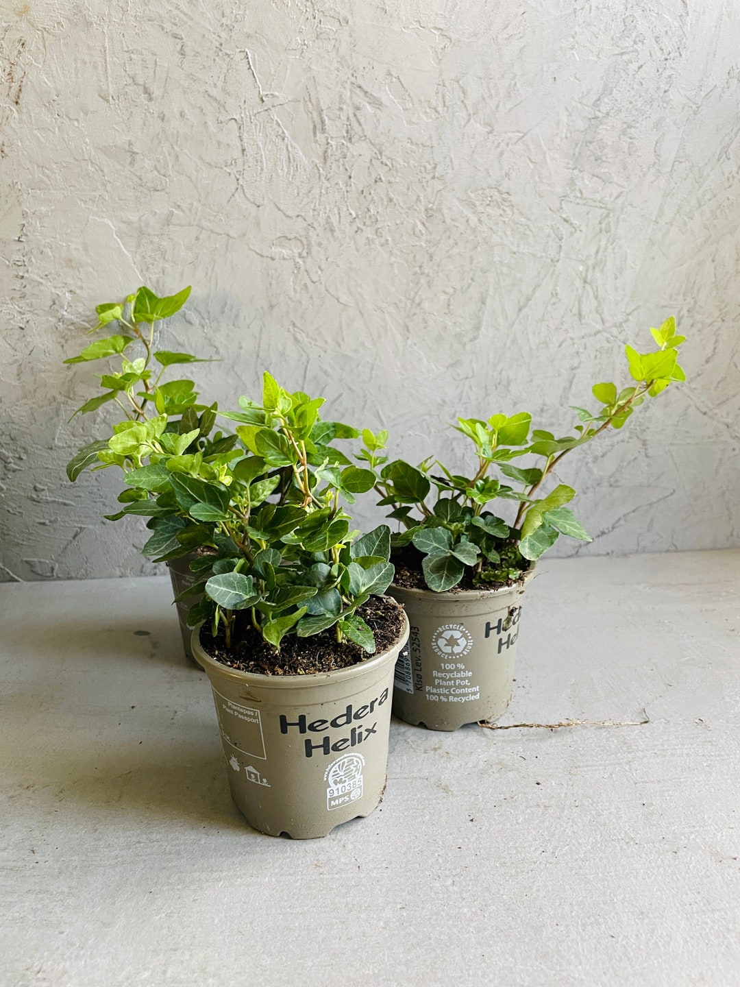 ENGLISH IVY PLANT | Hedera Helix 9cm Pot | Perfect House Plant | Terrarium Plant | Mini Baby ...