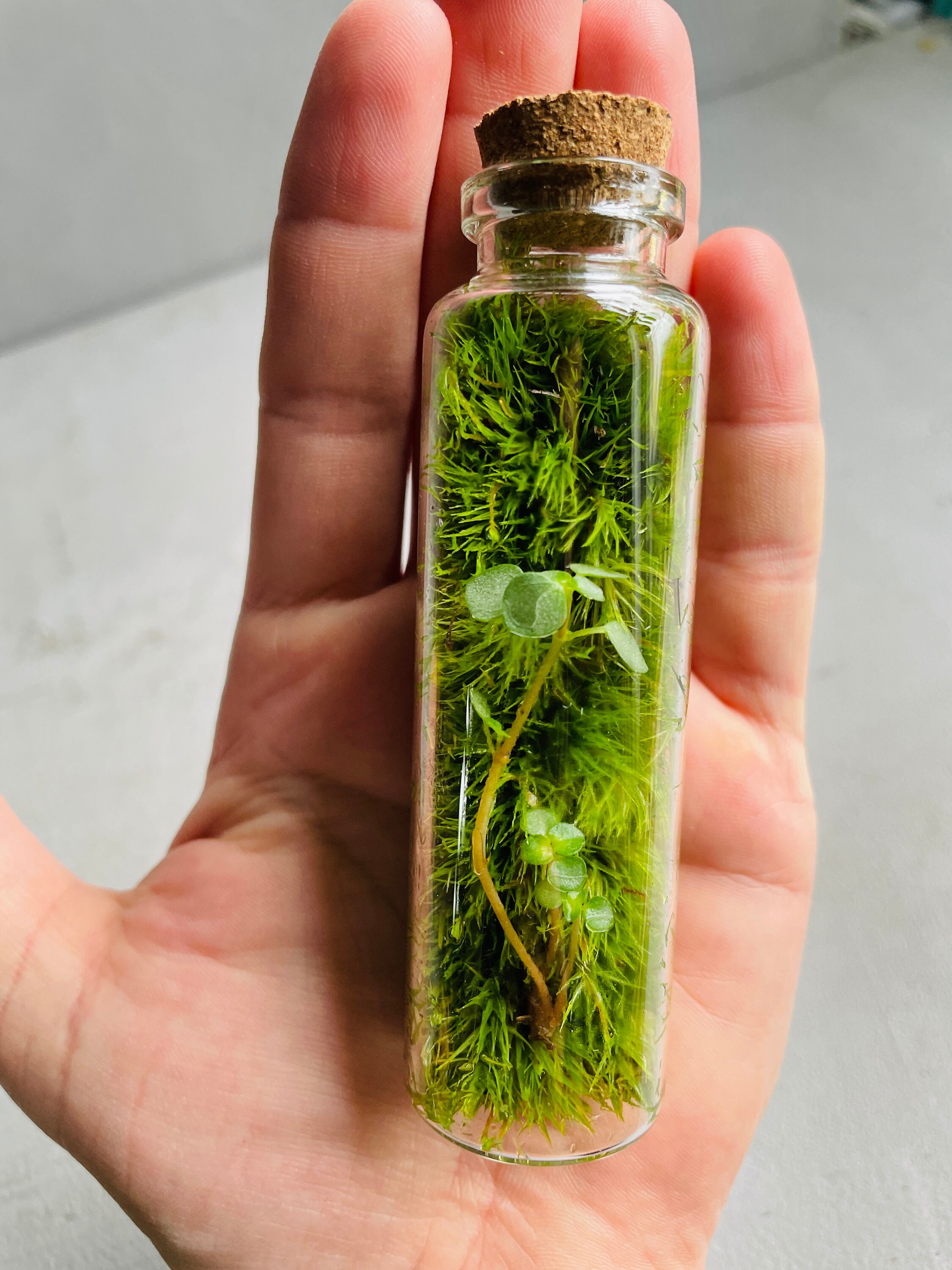 MINI VERTICAL MOSSARIUM Natural Fresh Moss Miniature | Etsy UK