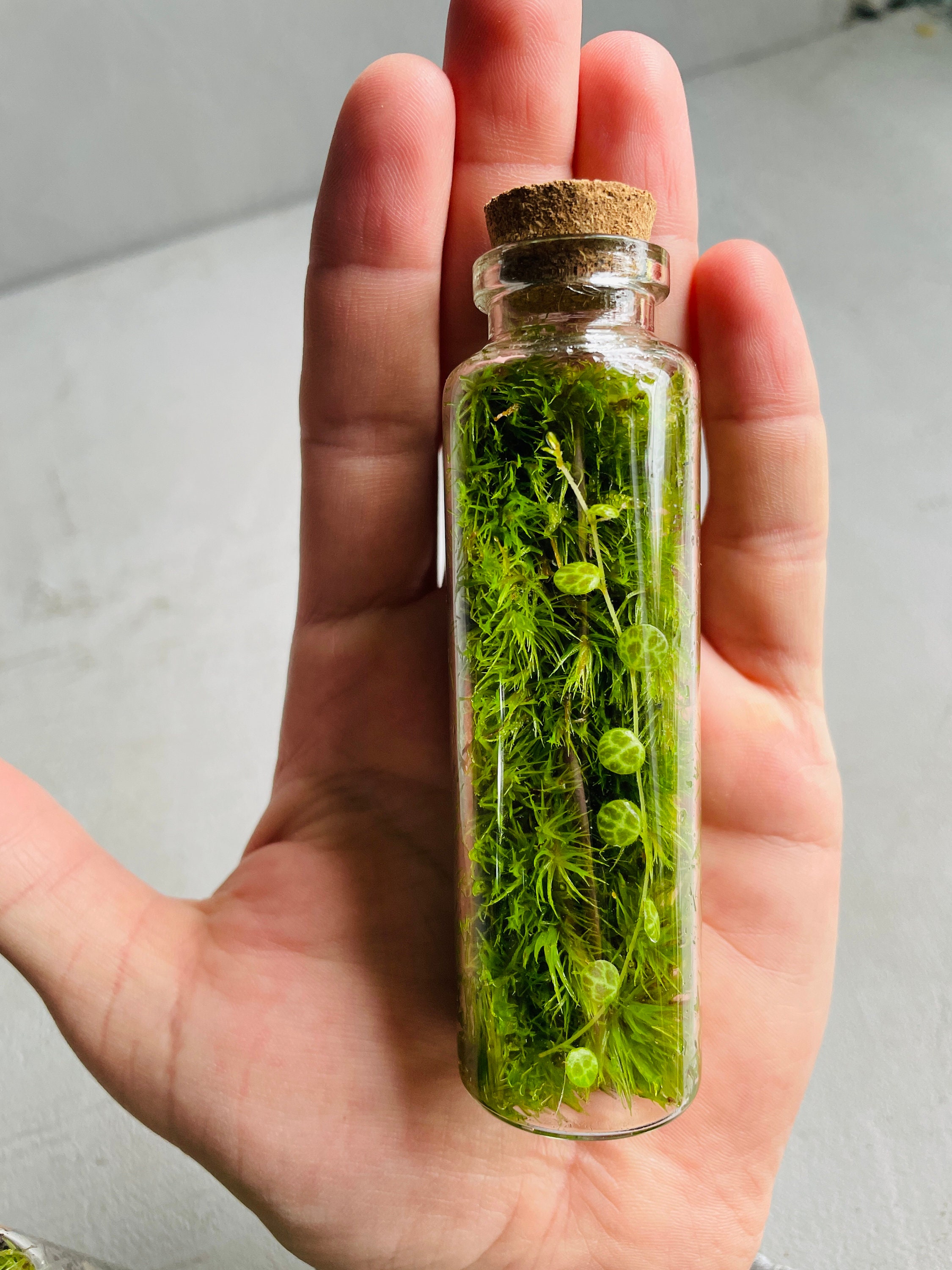 MINI VERTICAL MOSSARIUM Natural Fresh Moss Miniature | Etsy UK