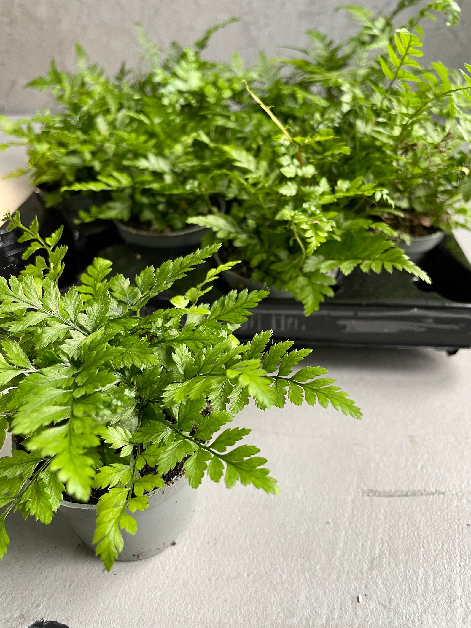 BABY FERN MIX | Indoor Ferns 6cm Pot | Perfect House Plant | Terrarium ...