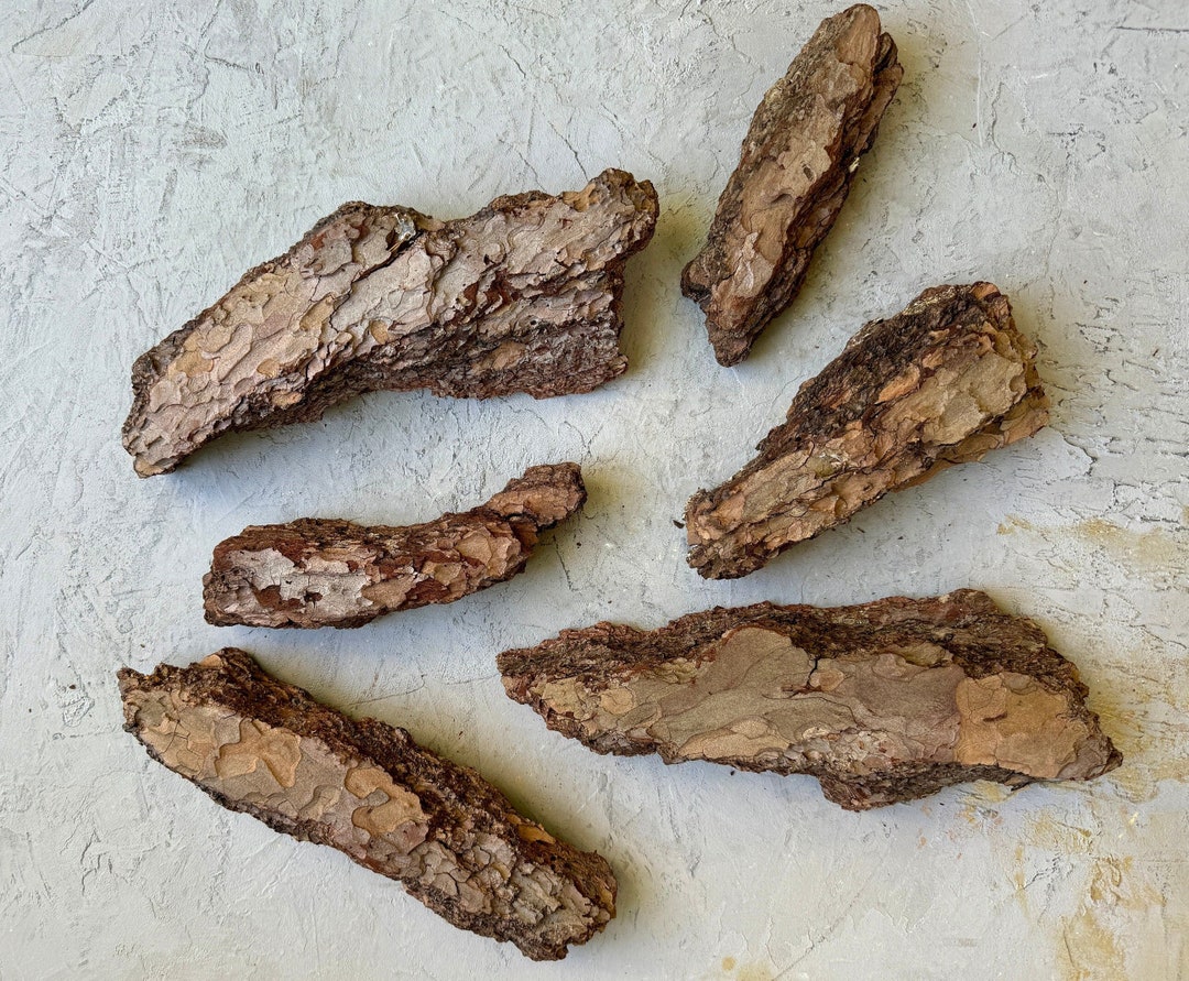 SCOTS PINE BARK Pieces M | Terrarium Supplies | Decorative Wood ...