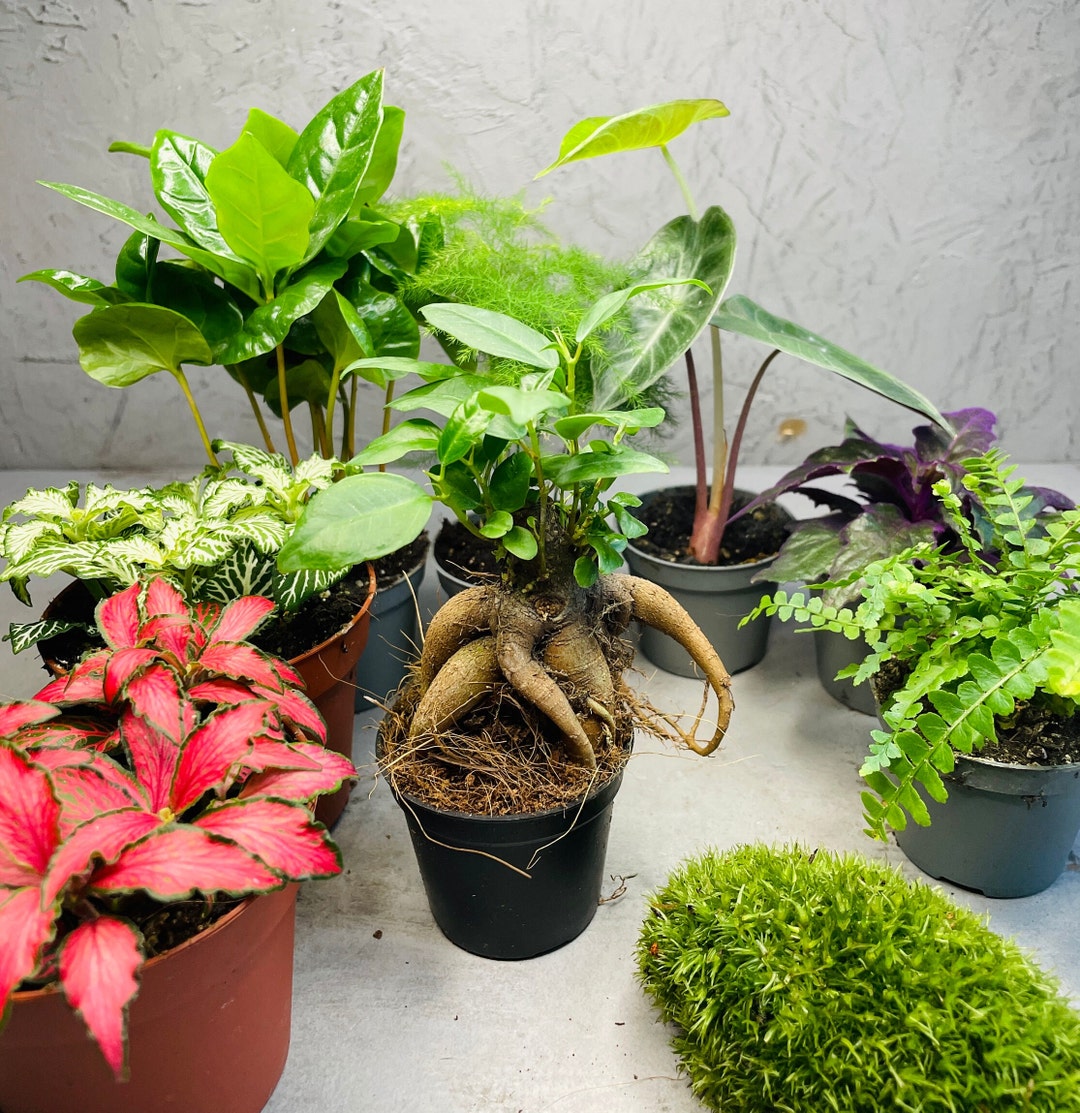 TERRARIUM PLANT SET | Set of 3, 5 or 7 Small Plants | Diy Starter Kit ...