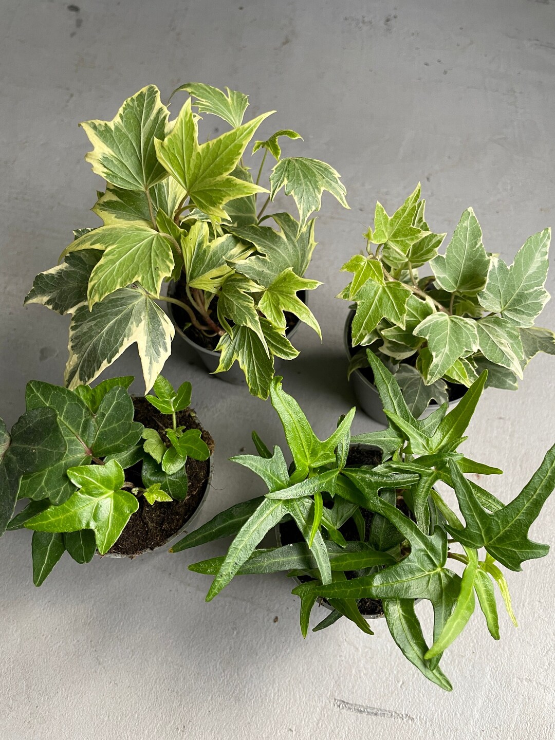 MINI IVY PLANT | Hedera Hibernica 5cm Pot | Perfect House Plant ...