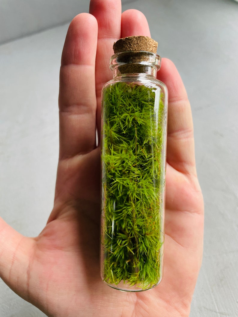 MINI VERTICAL MOSSARIUM Natural Fresh Moss Miniature - Etsy