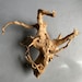 AZALEA REDMOOR ROOTS | Terrarium Supplies | Decorative Roots ...