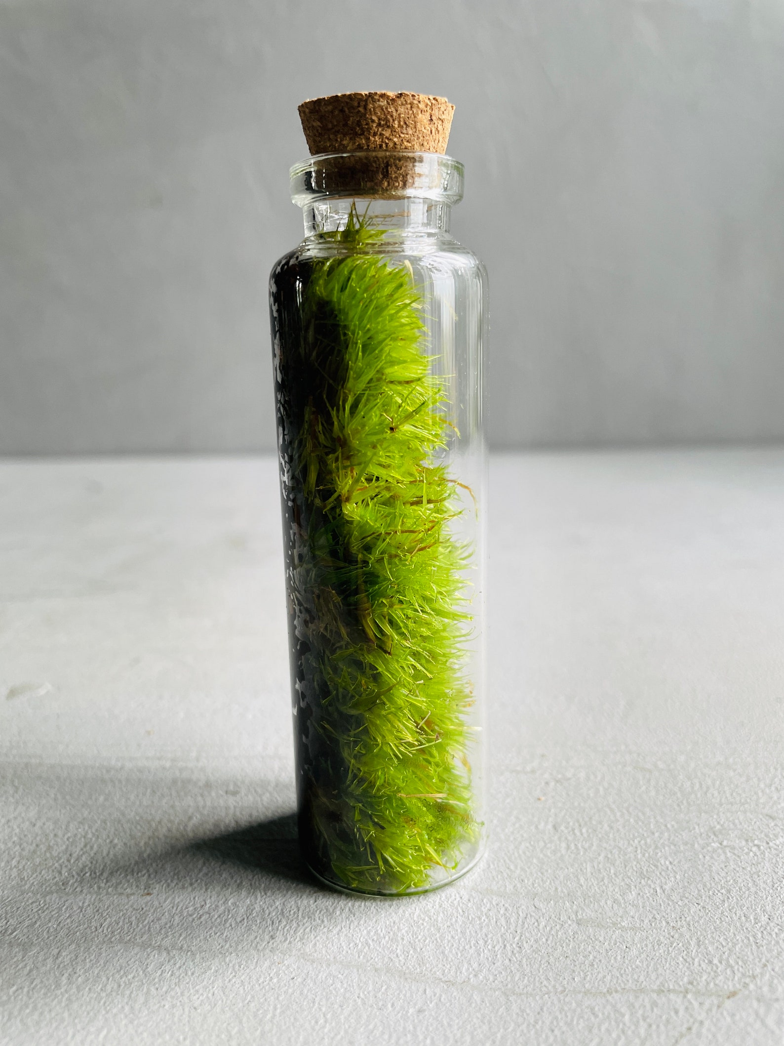 MINI VERTICAL MOSSARIUM Natural Fresh Moss Miniature - Etsy