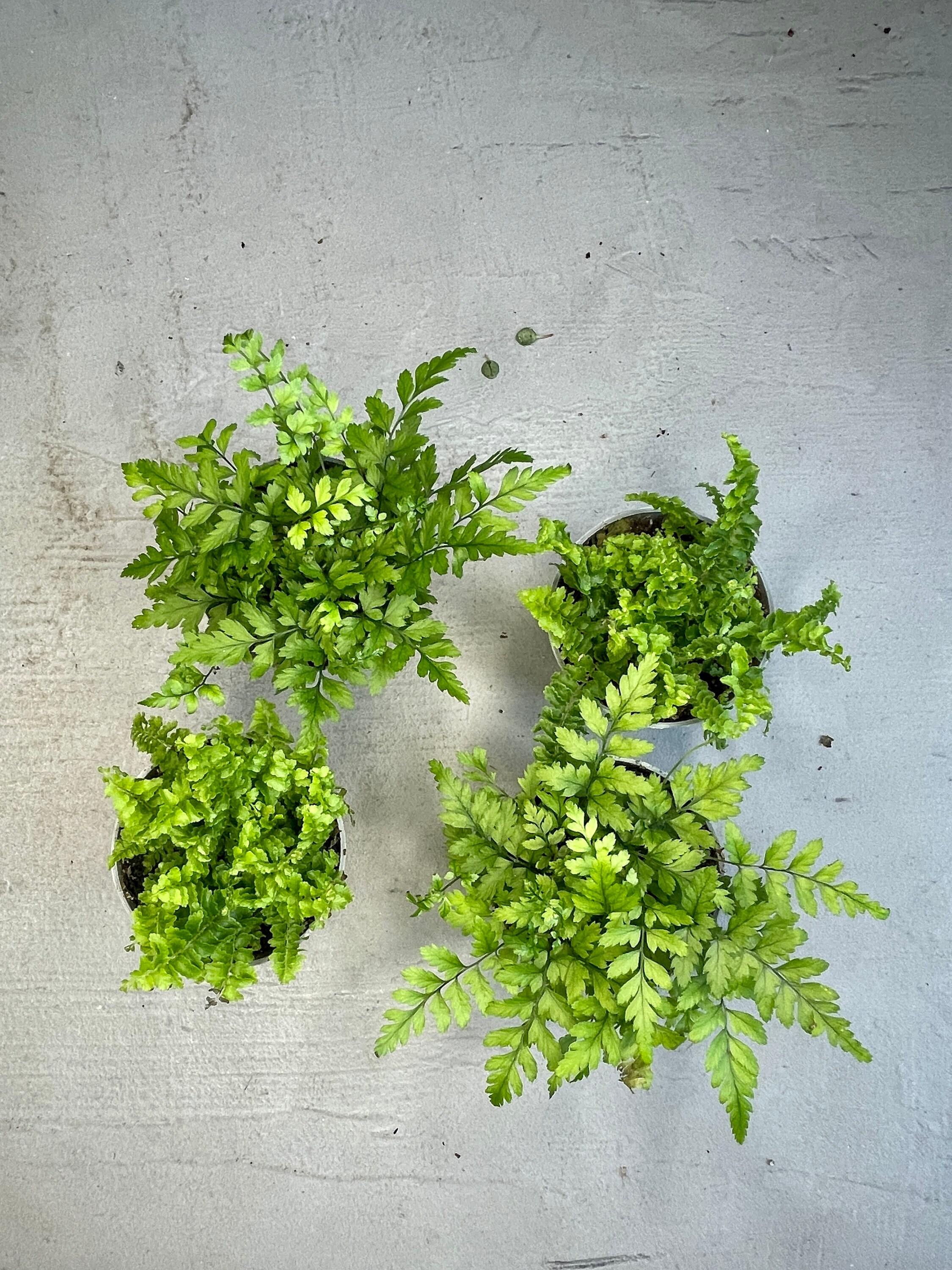 BABY FERN MIX | Indoor Ferns 6cm Pot | Perfect House Plant | Terrarium ...