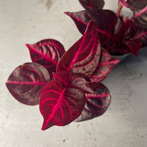 IRESINE HERBSTII BLOODLEAF | Intense Deep Purple Plant 6cm Pot ...