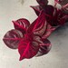 IRESINE HERBSTII BLOODLEAF | Intense Deep Purple Plant 6cm Pot ...