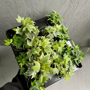 MINI IVY PLANT | Hedera Hibernica 5cm Pot | Perfect House Plant ...