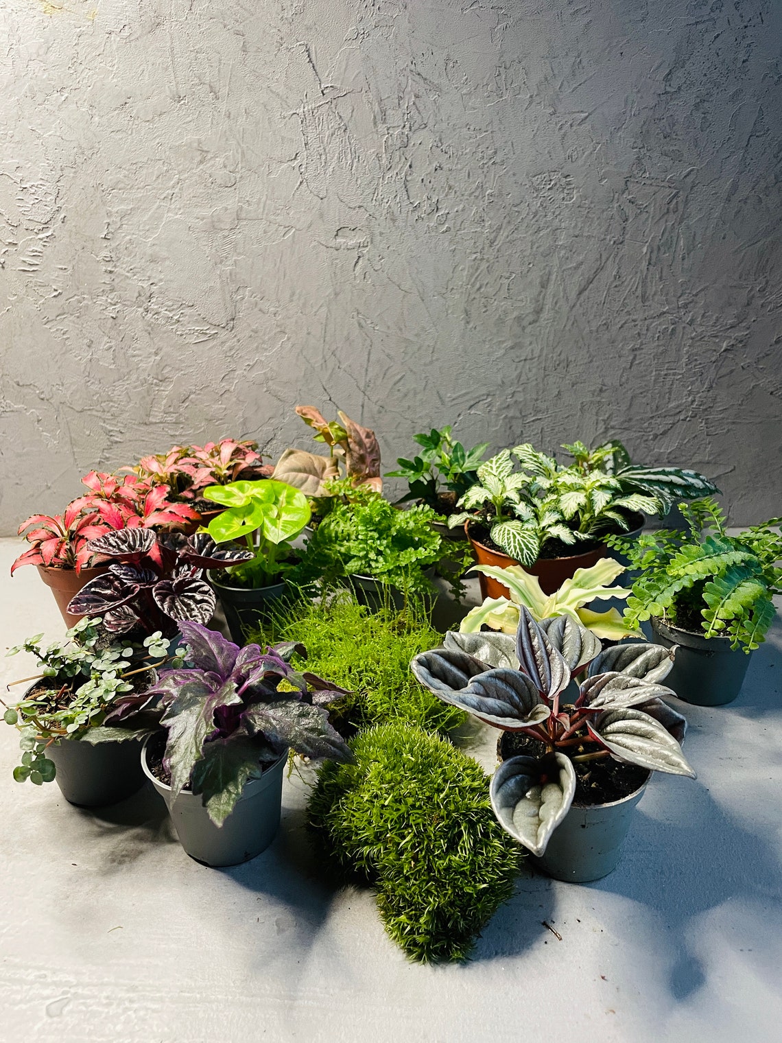 TERRARIUM LOWER PLANTS Set of 3 5 or 7 Lower Baby Plants - Etsy UK