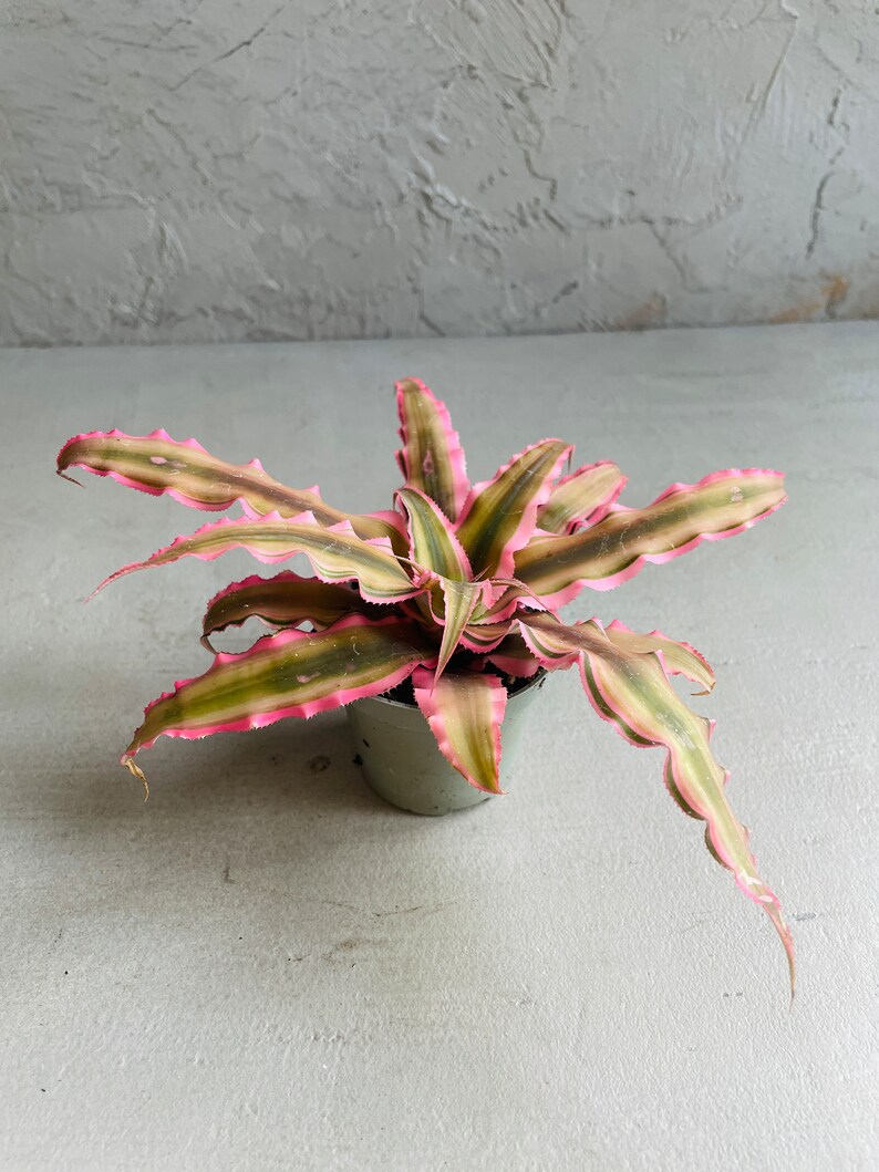 CRYPTANTHUS EARTH STAR | Bromeliad Plant 5.5cm Pot | Perfect House ...