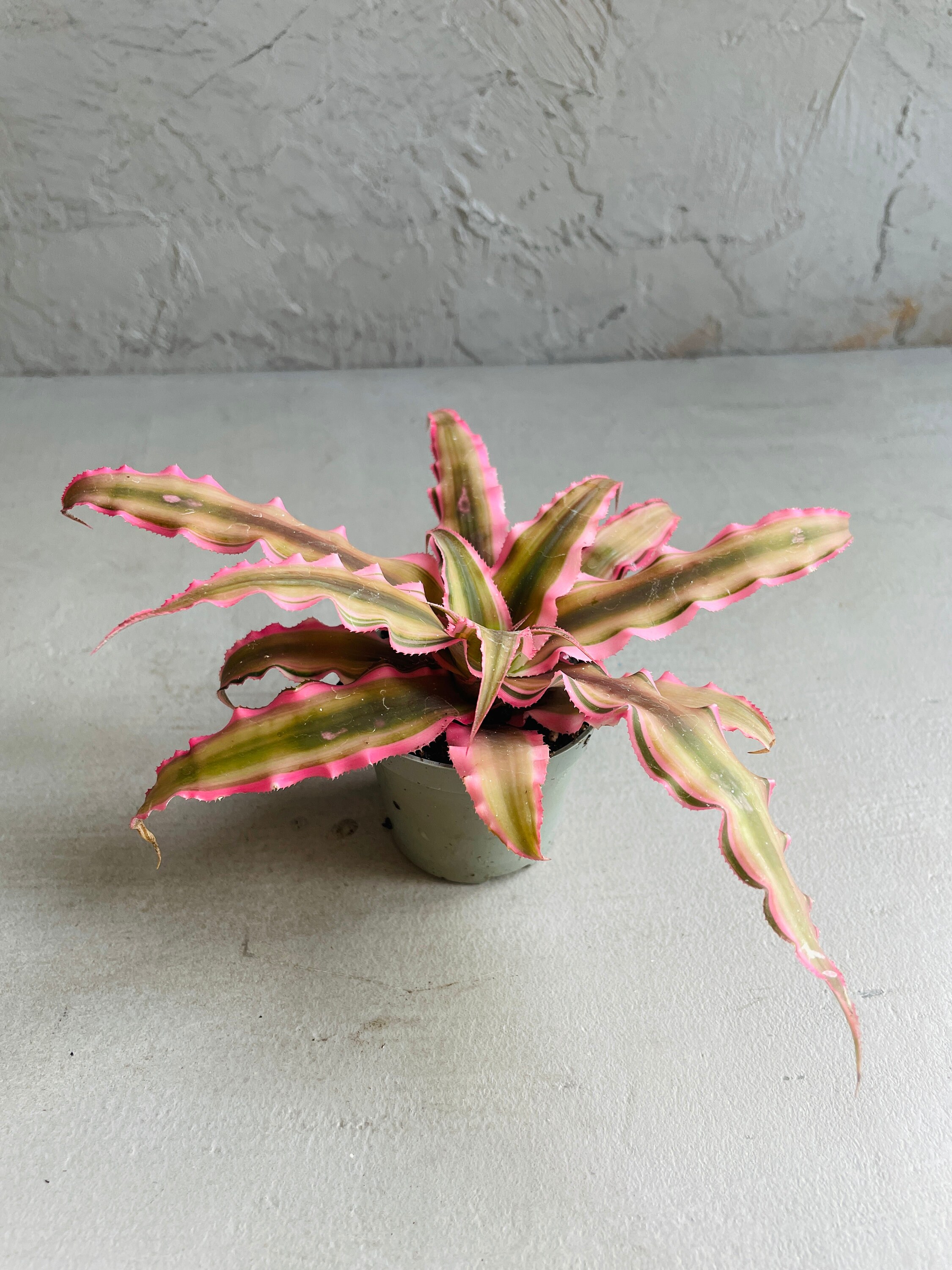 CRYPTANTHUS EARTH STAR | Bromeliad Plant 5.5cm Pot | Perfect House ...
