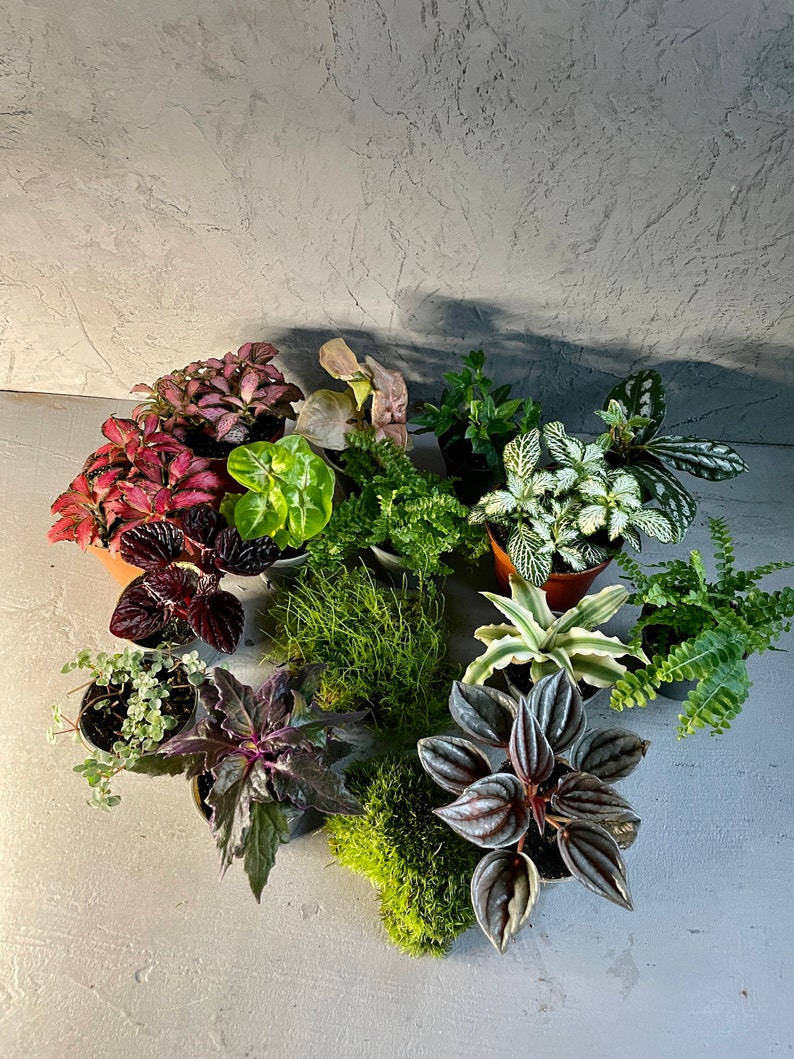 TERRARIUM LOWER PLANTS Set of 3 5 or 7 Lower Baby Plants - Etsy UK