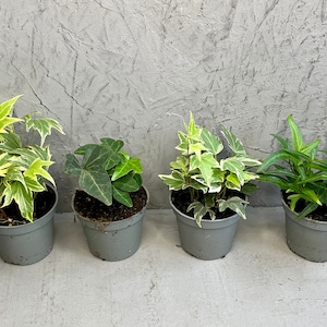 MINI IVY PLANT | Hedera Hibernica 5cm Pot | Perfect House Plant ...