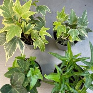 MINI IVY PLANT | Hedera Hibernica 5cm Pot | Perfect House Plant ...
