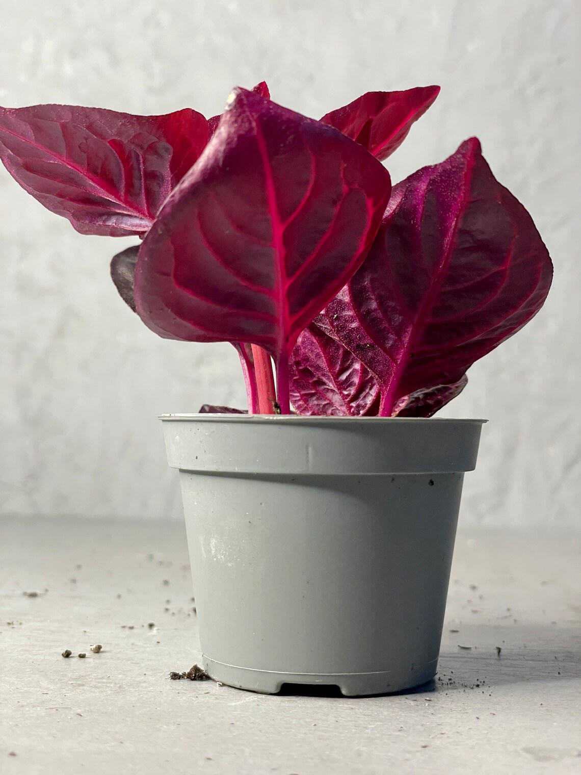 IRESINE HERBSTII BLOODLEAF | Intense Deep Purple Plant 6cm Pot ...