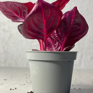 IRESINE HERBSTII BLOODLEAF | Intense Deep Purple Plant 6cm Pot ...