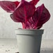 IRESINE HERBSTII BLOODLEAF | Intense Deep Purple Plant 6cm Pot ...