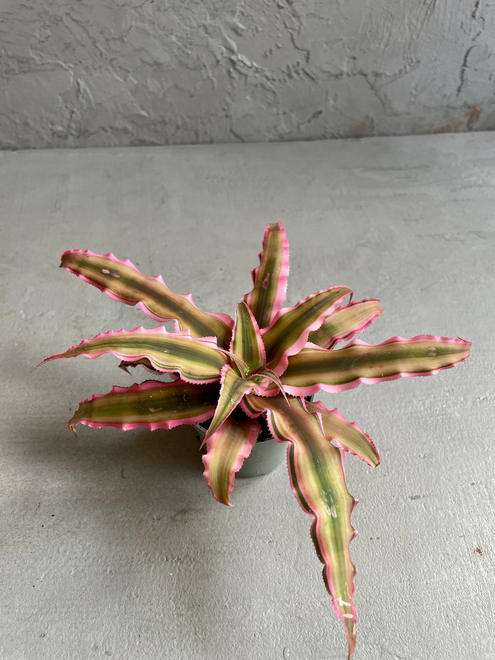 CRYPTANTHUS EARTH STAR | Bromeliad Plant 5.5cm Pot | Perfect House ...