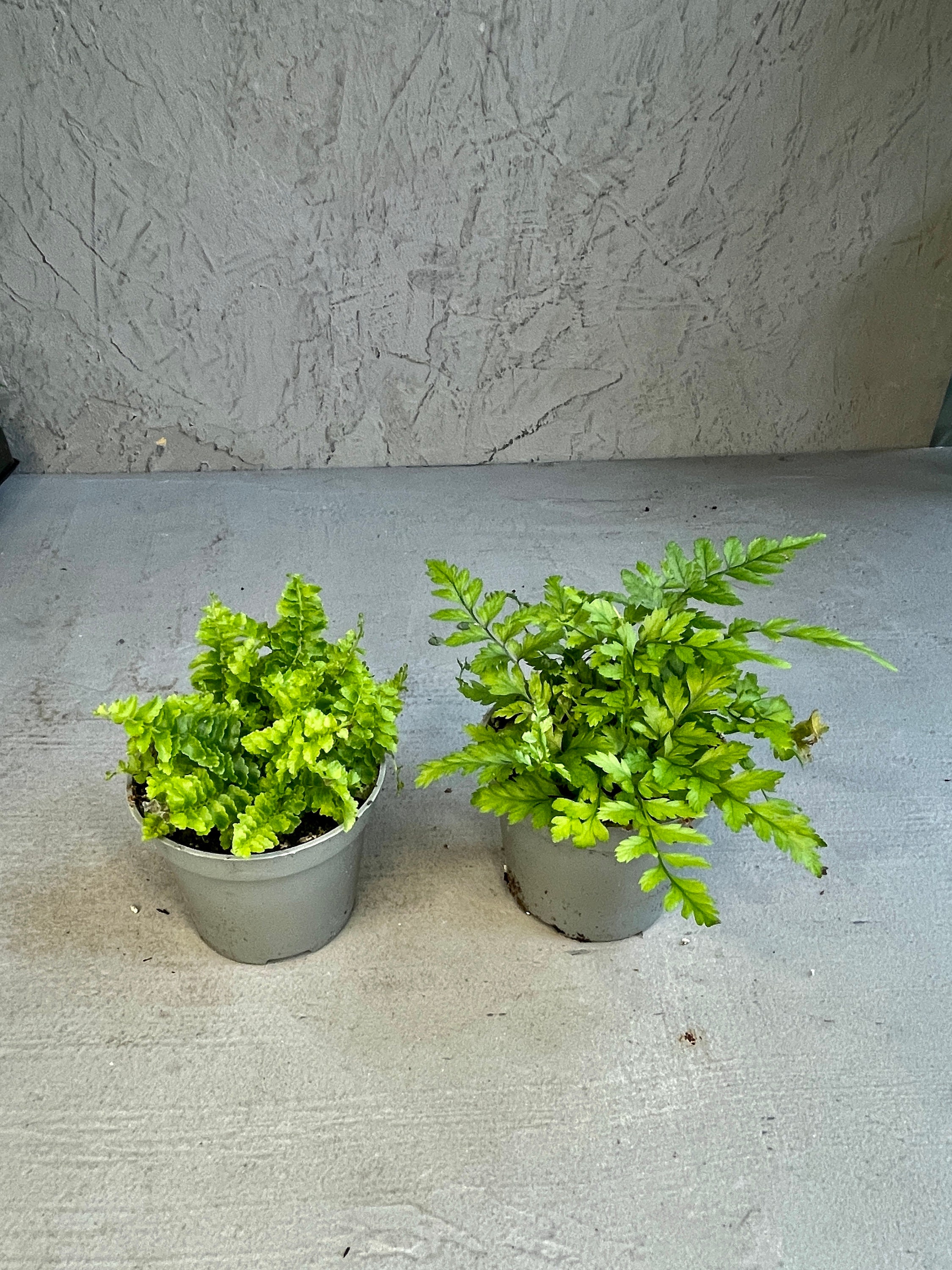BABY FERN MIX | Indoor Ferns 6cm Pot | Perfect House Plant | Terrarium ...