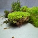 LIVE MOSS BUNDLE | Natural Fresh Moss Mix | Terrarium Supplies ...