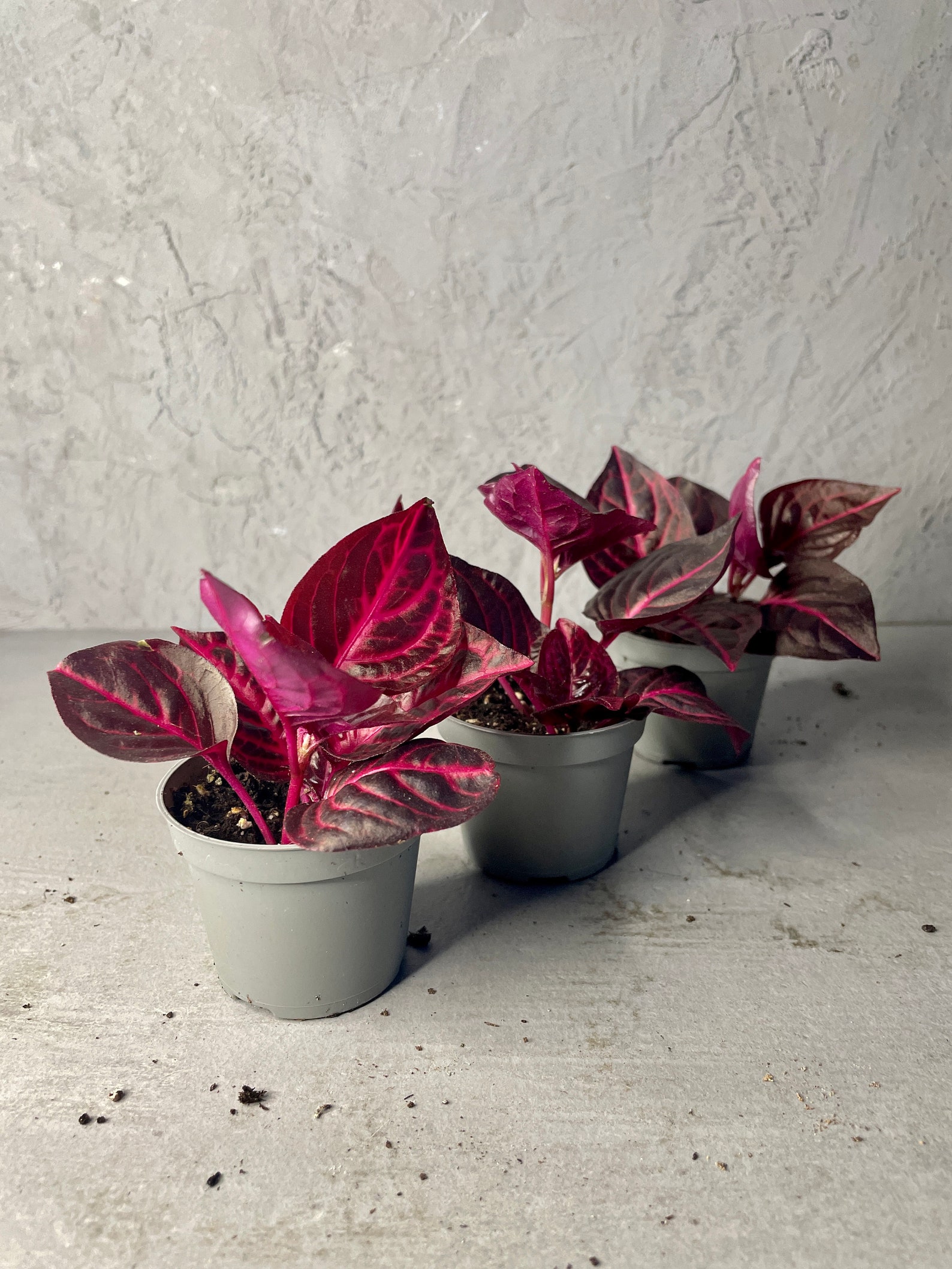 IRESINE HERBSTII BLOODLEAF | Intense Deep Purple Plant 6cm Pot ...