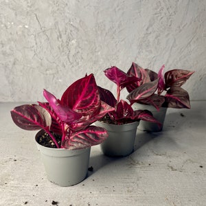 IRESINE HERBSTII BLOODLEAF | Intense Deep Purple Plant 6cm Pot ...