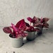 IRESINE HERBSTII BLOODLEAF | Intense Deep Purple Plant 6cm Pot ...