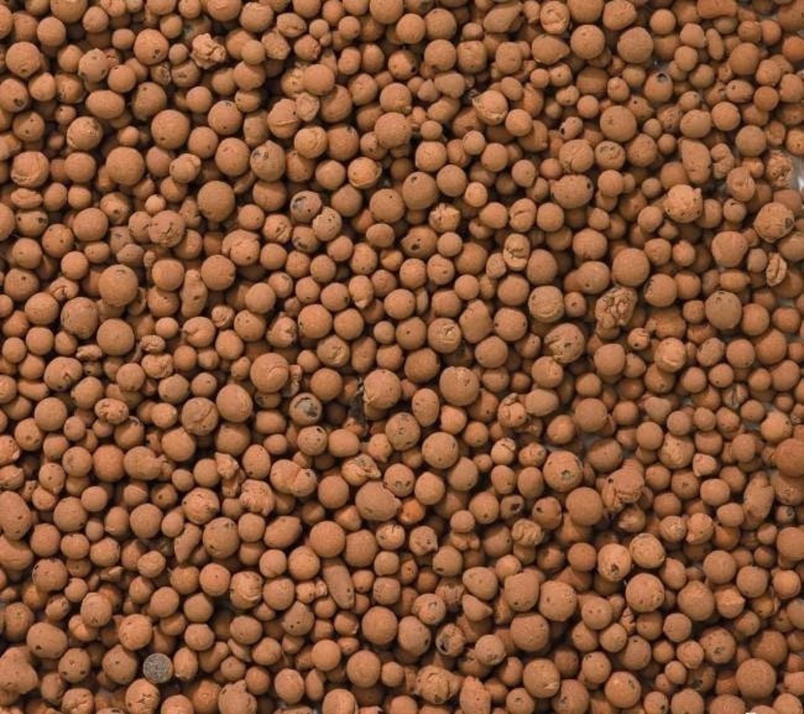 PREMIUM CLAY PEBBLES | Terrarium Supplies | Terrarium Kit Component ...