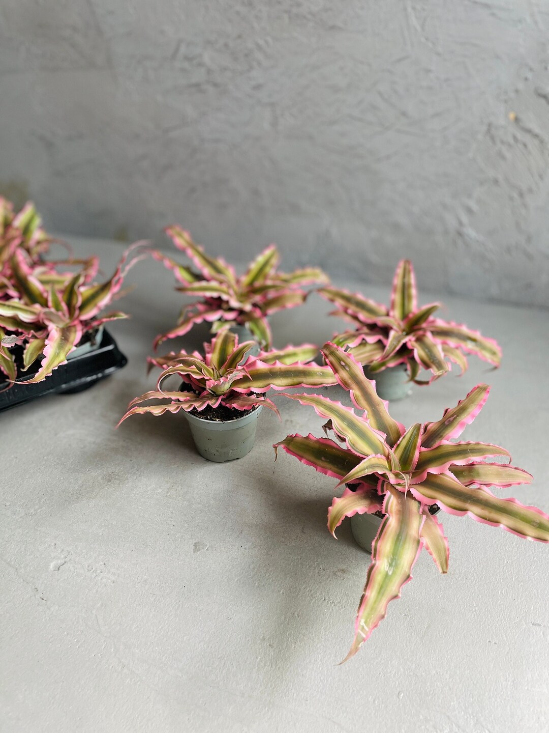 CRYPTANTHUS EARTH STAR | Bromeliad Plant 5.5cm Pot | Perfect House ...