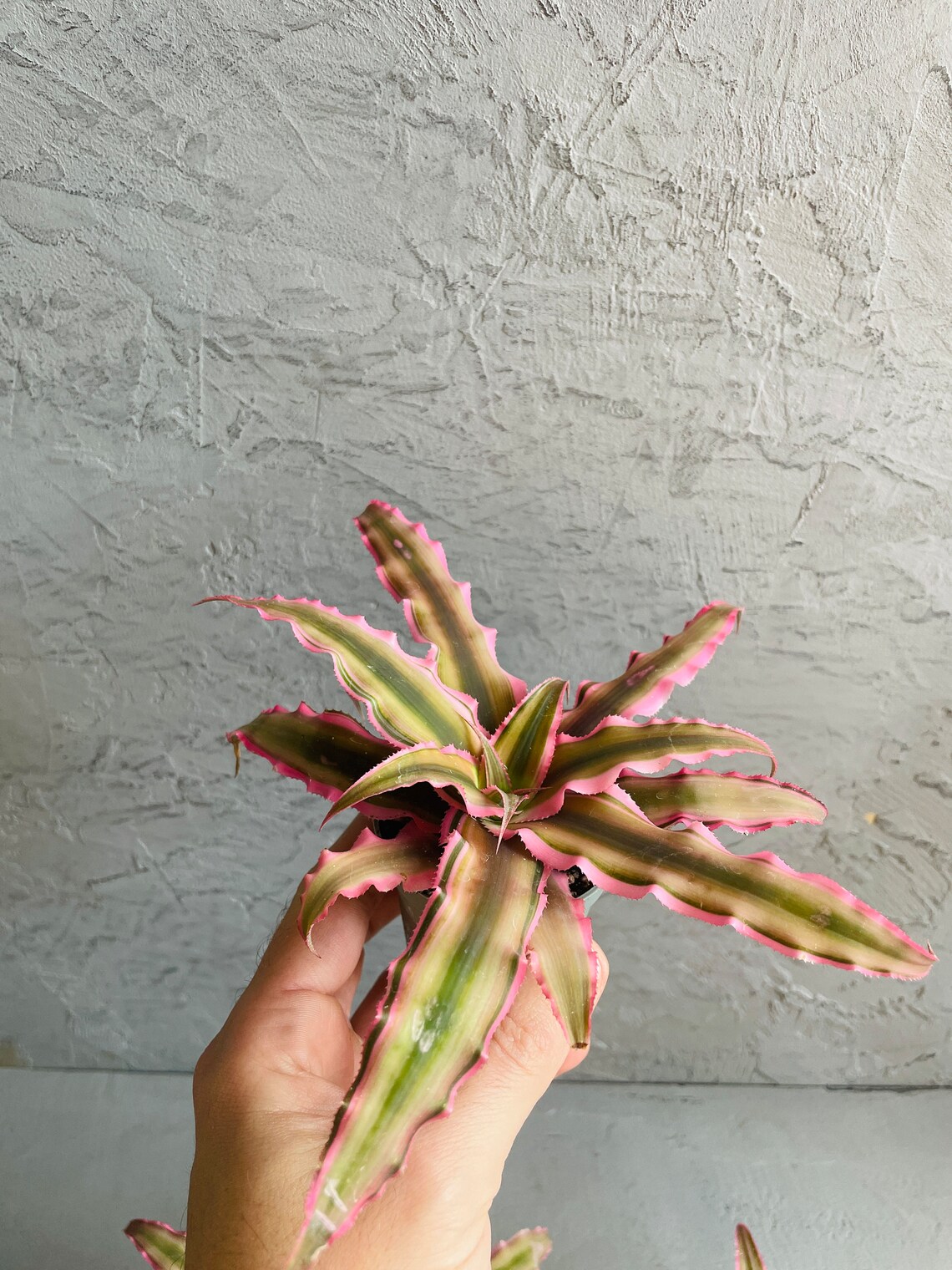 CRYPTANTHUS EARTH STAR | Bromeliad Plant 5.5cm Pot | Perfect House ...