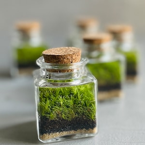 MINI MOSSARIUM JARS Natural Fresh Moss Miniature Terrarium Moss ...